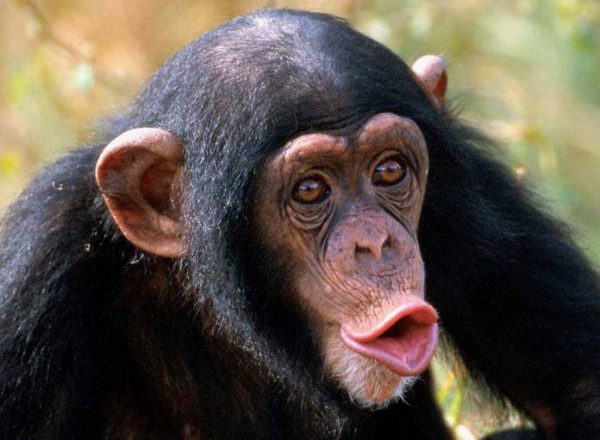 4 macaco